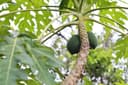 Découvrez la culture du Papayer, plantez cet arbre tropical